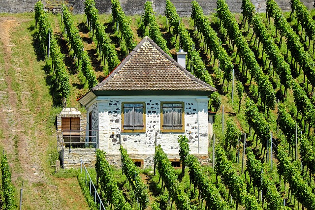 French Wineries & Vineyards Tour: Best Wine Regions, Tastings & Travel ...